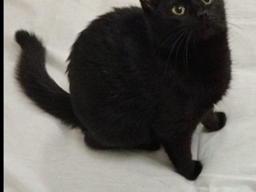 Привитая Ночка ищет дом