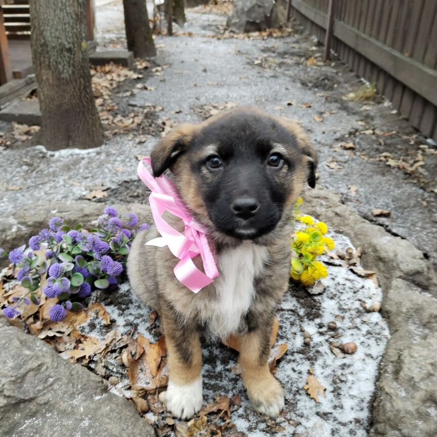 Девочка Дина 2месяца