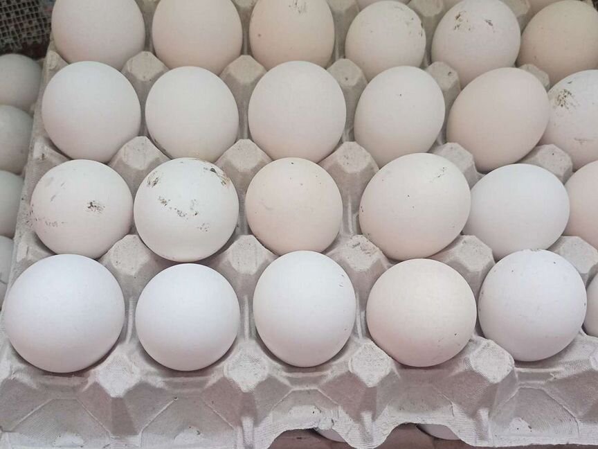 Инкубационное яйцо Борковской породы кур