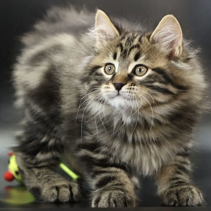 Курильский бобтейл длинношёрстный котёнок