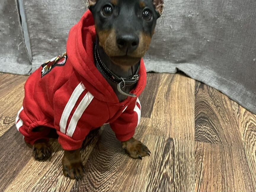 Щенок цвергпинчера