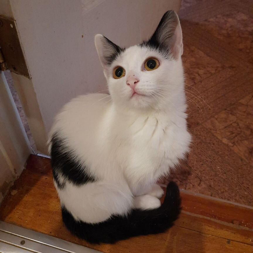 Кошечка 4 мес