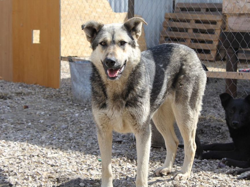 Зайка ищет дом