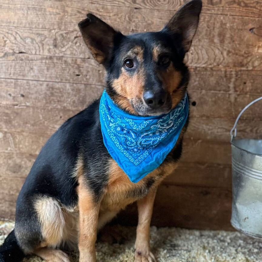 Взрослая собака в добрые руки