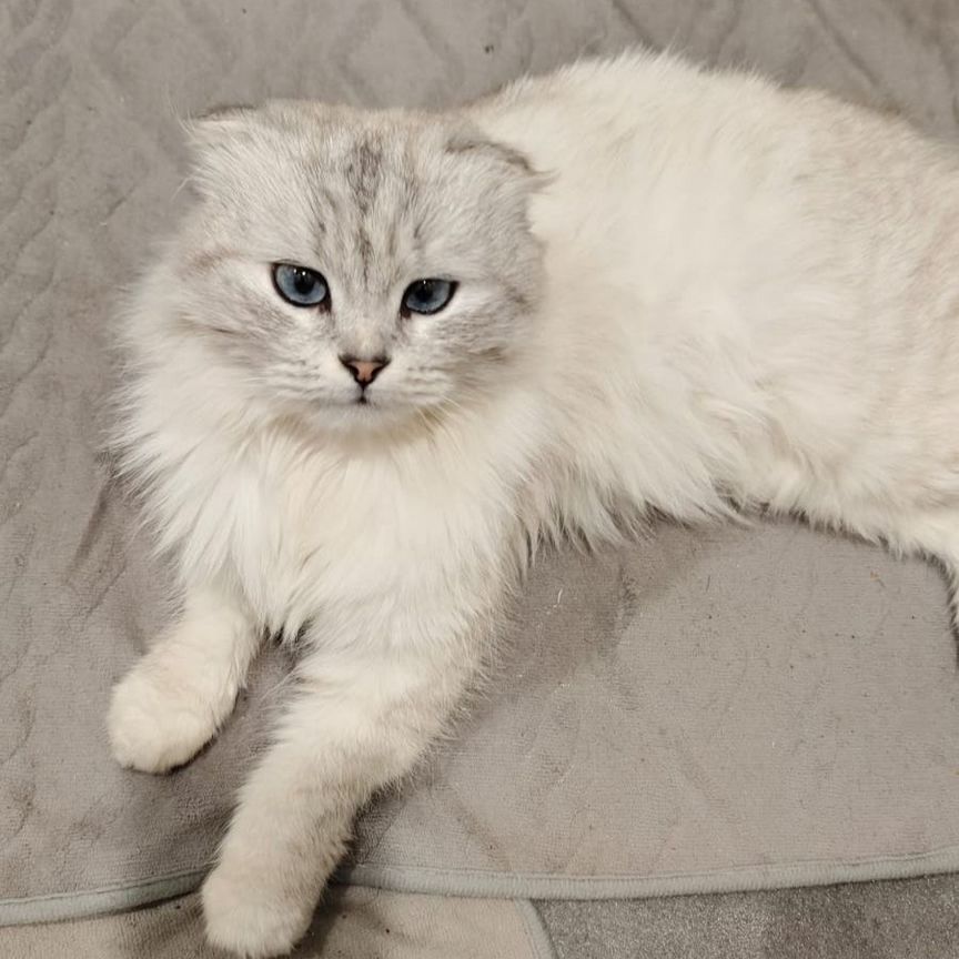 Кошечка