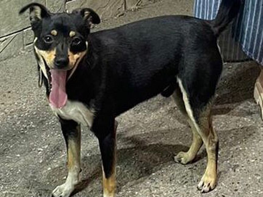 Собака в добрые руки