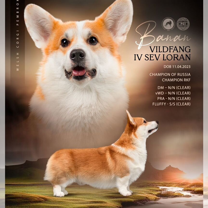 Вельш Корги Пемброк, взрослый пёс