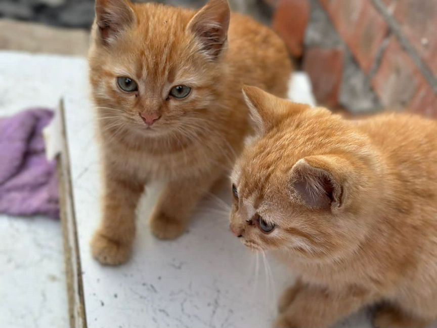 Рыжие котятки в добрые руки