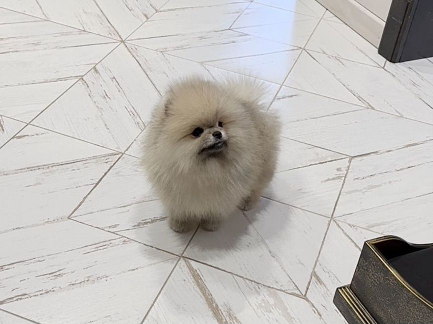 Самый симпотный парень шпиц мини/микро