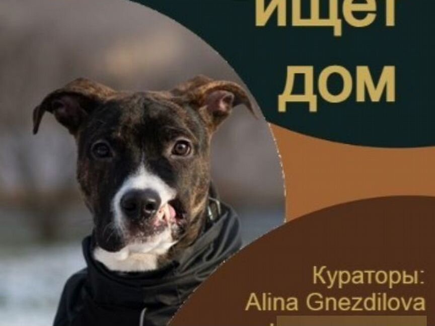 Ричи ищет дом