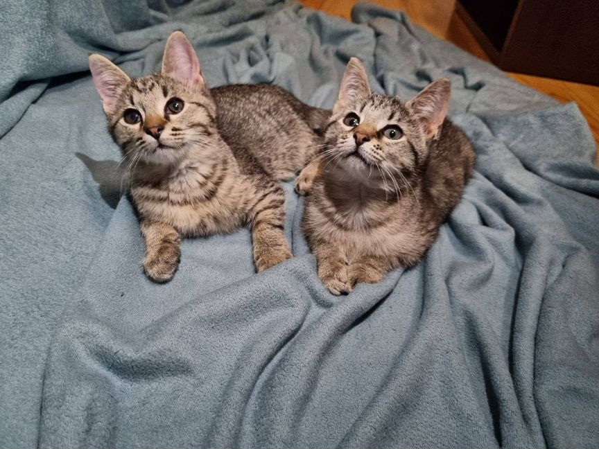 Котенок 3 месяца