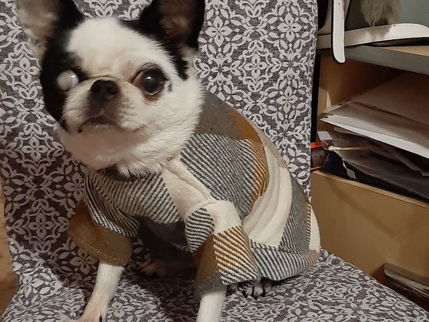 Одежда новая для маленьких кошек/собак