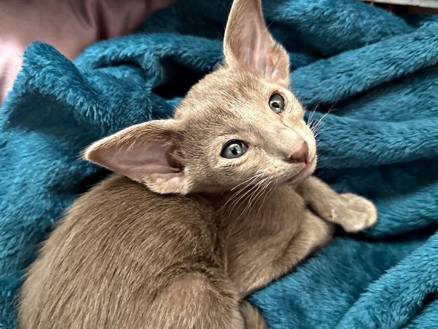 Ориентальные котята