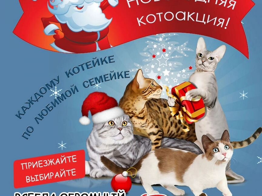 Предновогодняя раздача кошек