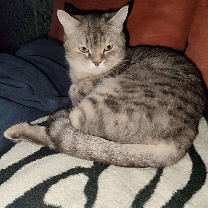 Шотландская кошка 2 годика