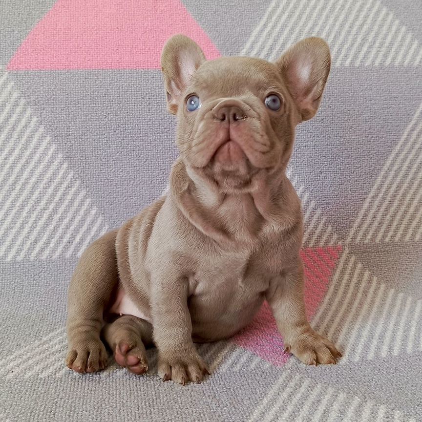 Прелестная девчушка