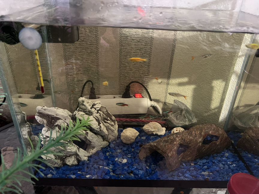 Аквариум на 30 литров