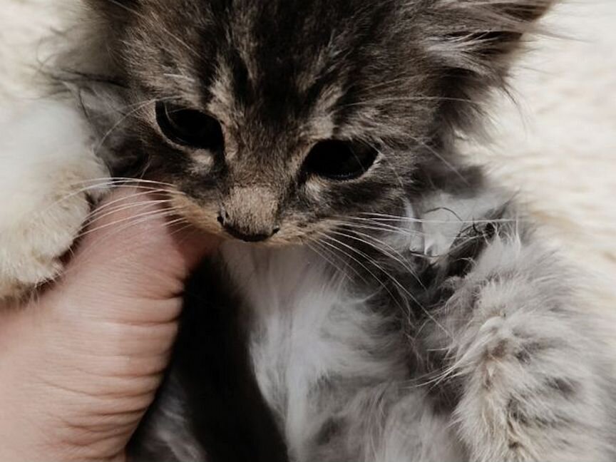 Котенок на счастье