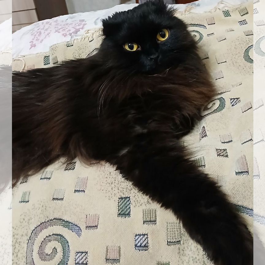 Шотландский вислоухий длинношёрстный, взрослый кот