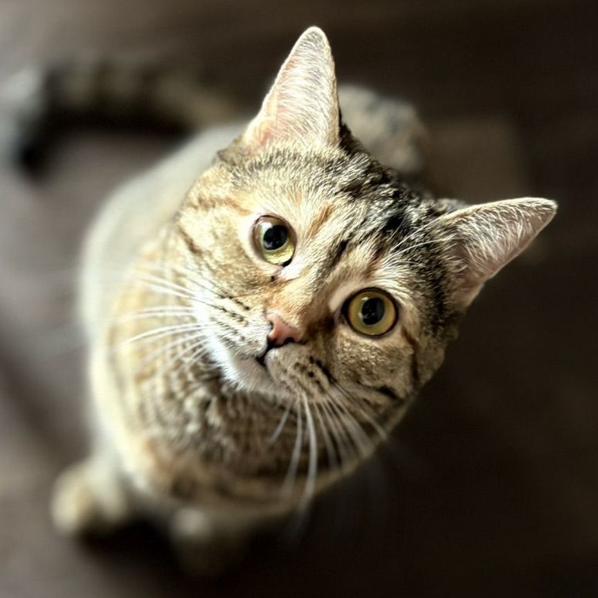 Кошка Лиза