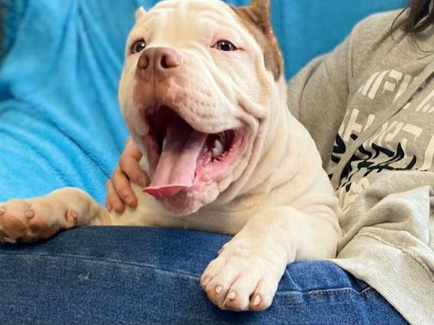 Американский булли белый