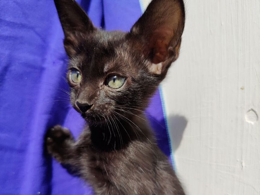 Коротколапый Котик Манчкин ори