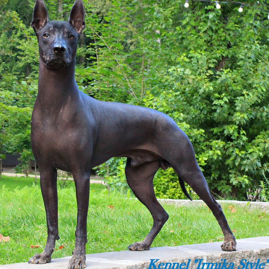 Доберман, щенок