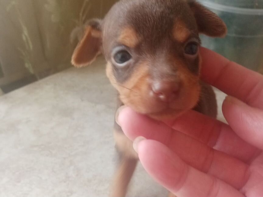 Щенки той терьера. Два мальчика