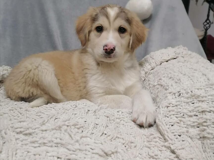 Щенок в добрые руки бесплатно