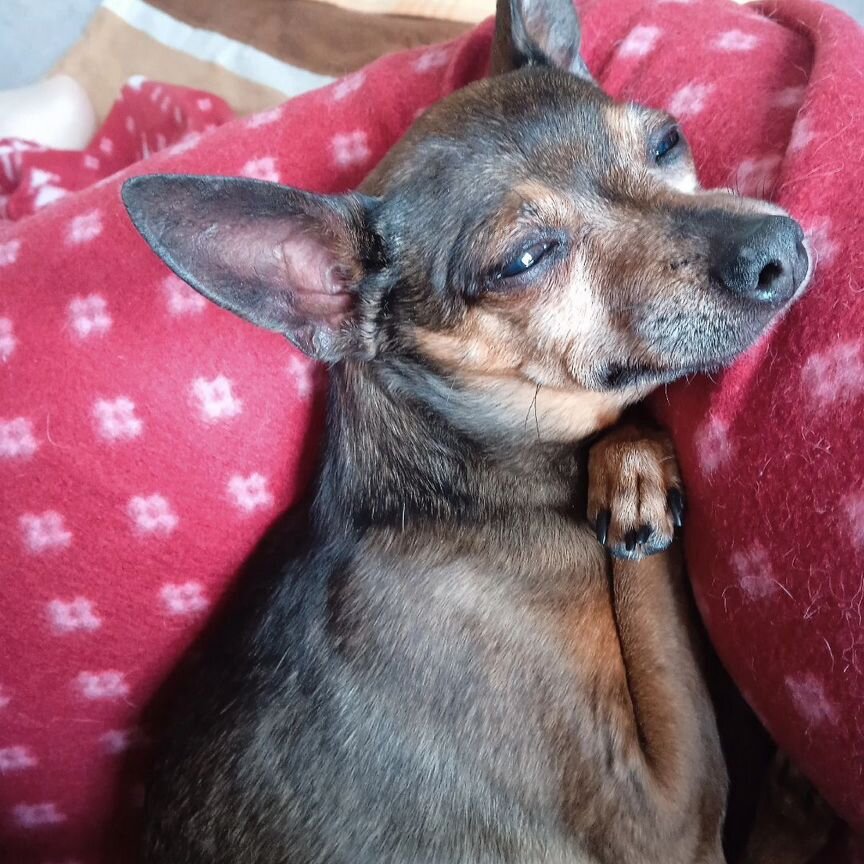 Потерялась собака