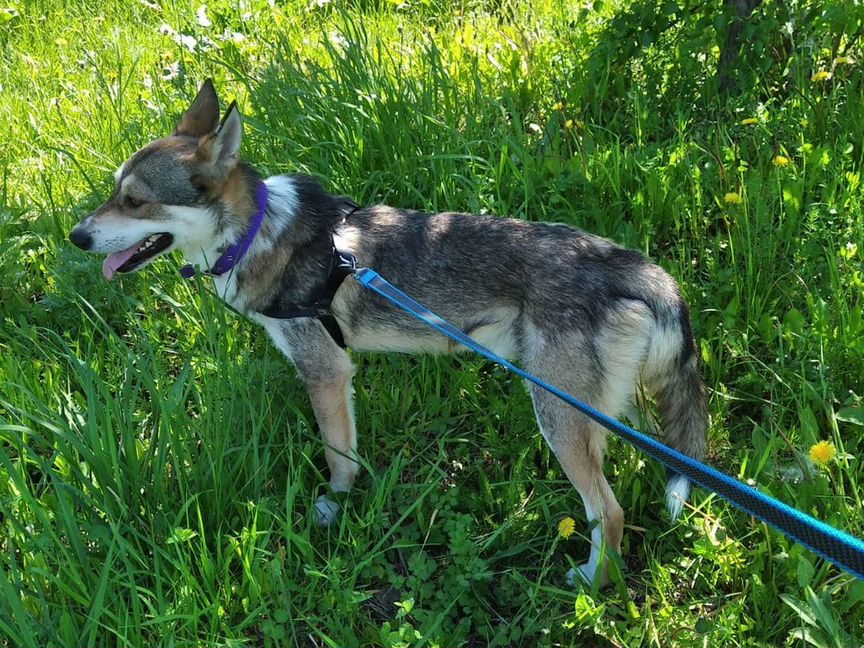 Восточно-сибирская лайка, 1 год. Здоров, привит
