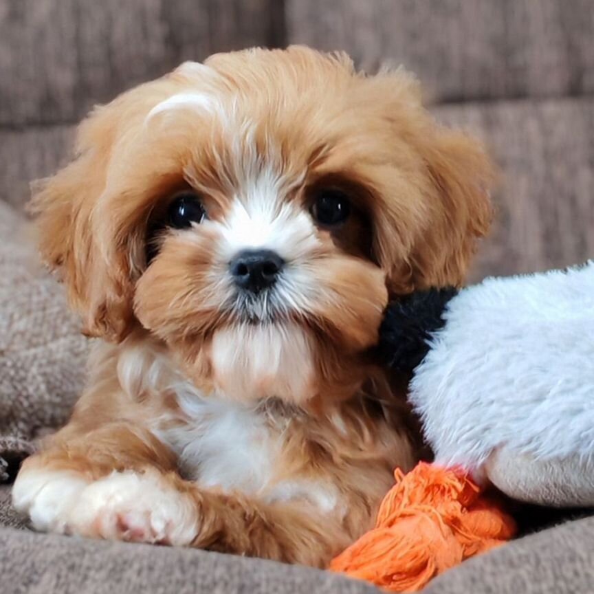 Кавапу, щенок