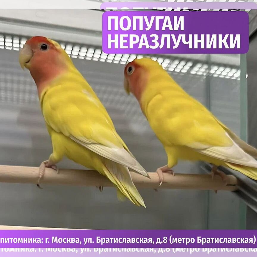 Неразлучник ручной