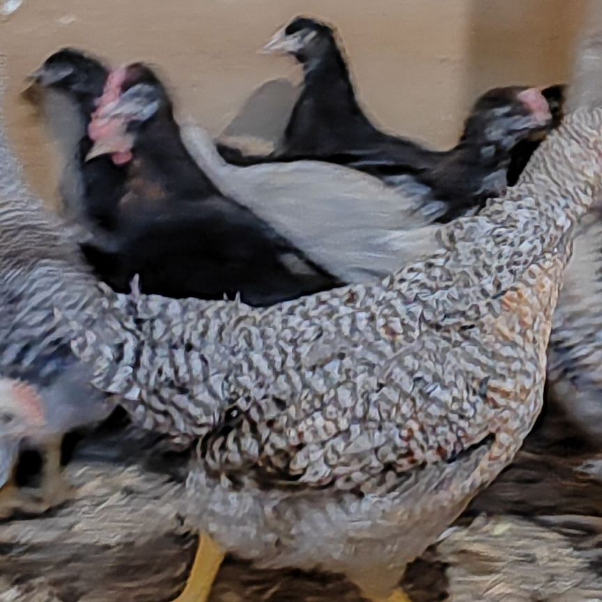 Петушки мараны и билефельдеры