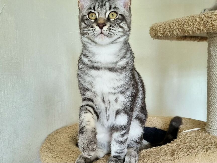 Котята чаузи