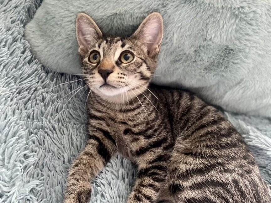 Котенок ласковый полосатик