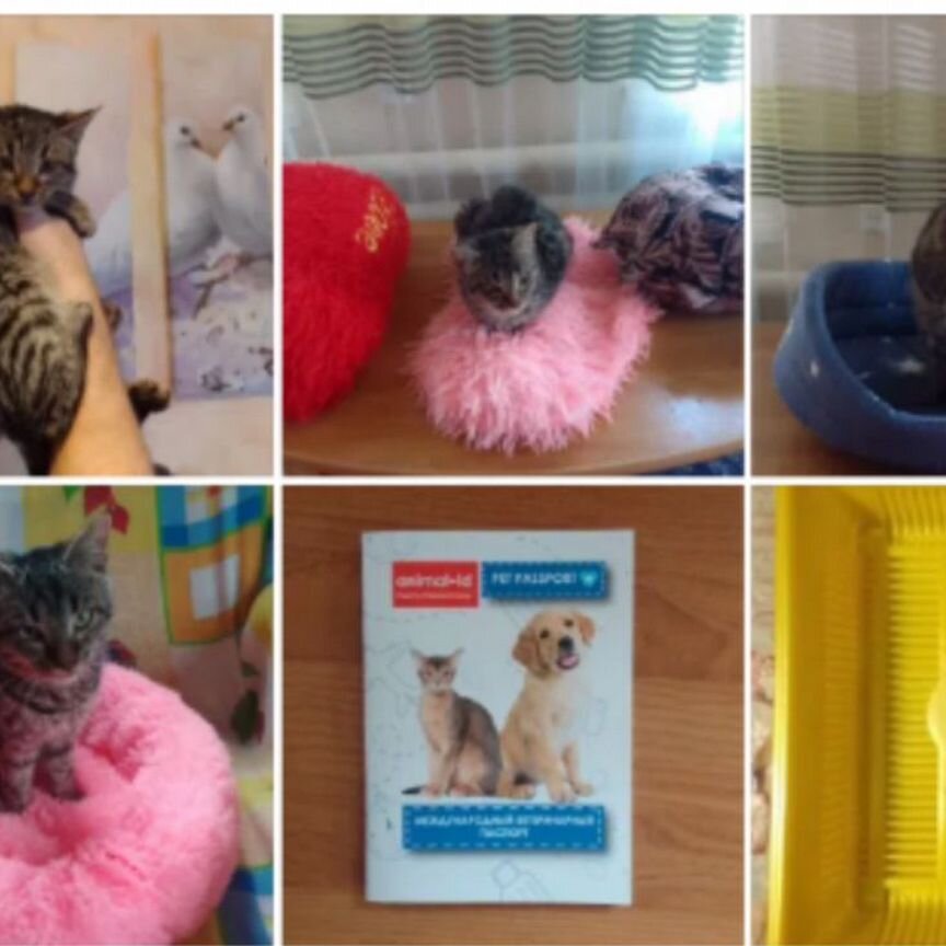 Котёнок в добрые руки