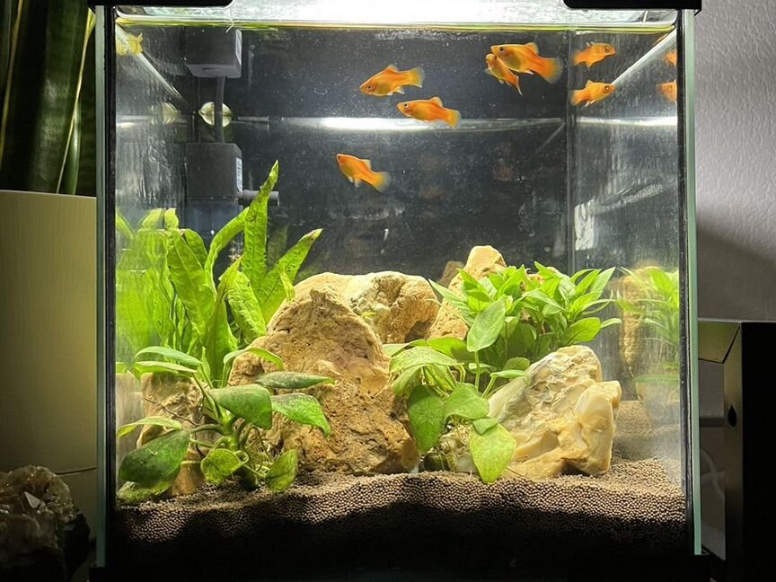 Аквариум с рыбками