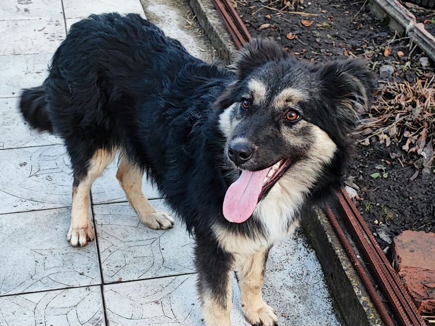 Щенок Чебурашка нуждается в передержке