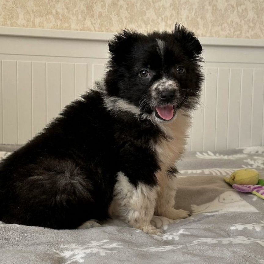 Щенок в добрые руки бесплатно