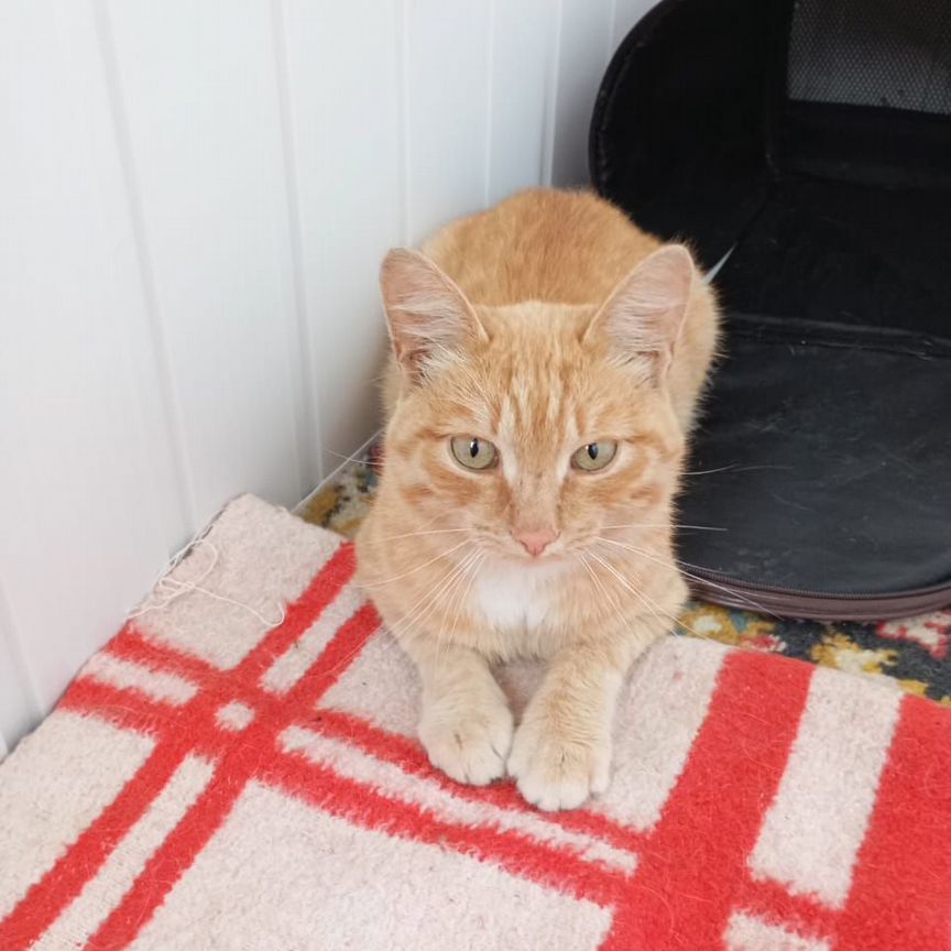 Кошки в добрые руки