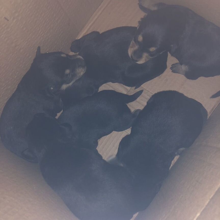 Щенки ягдтерьера с таксой смешаный