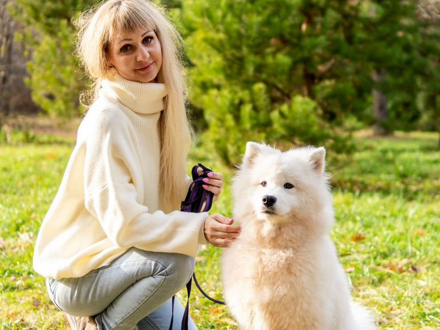 Самоедская лайка в добрые руки