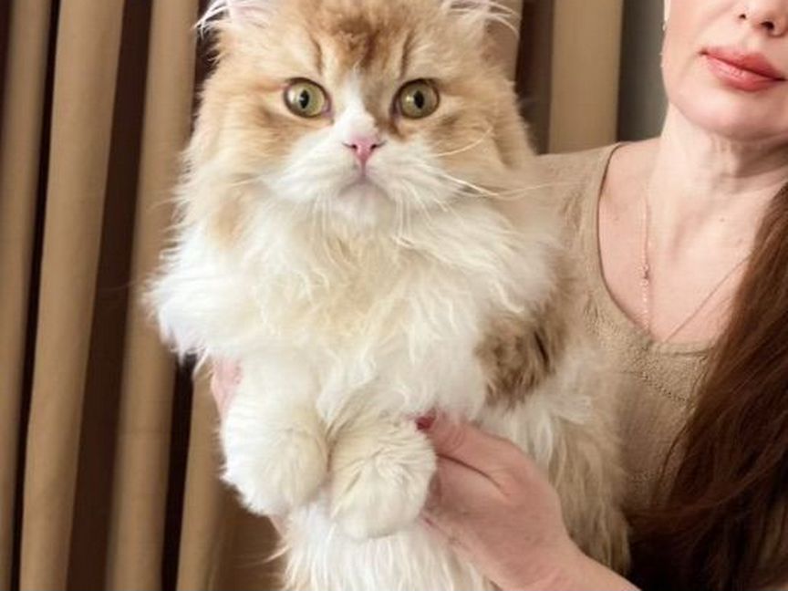 Шотландский котик