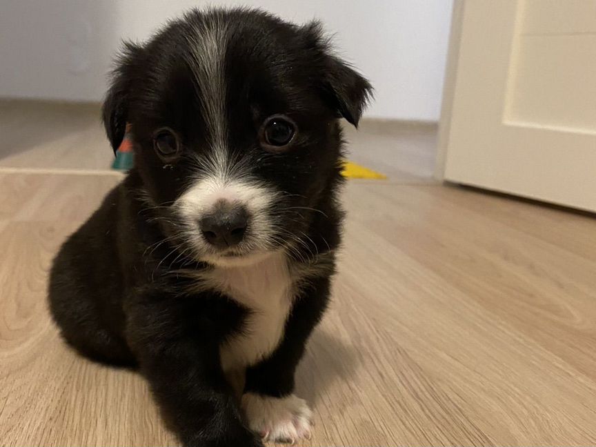 Отдам щенка в добрые руки бесплатно