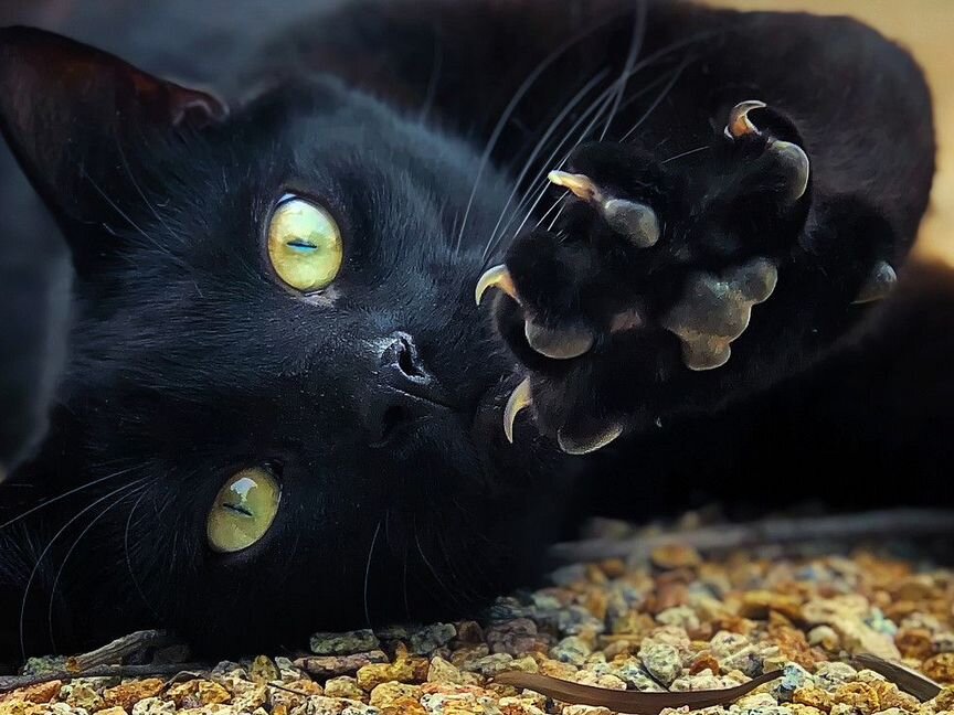 Ищет новый дом