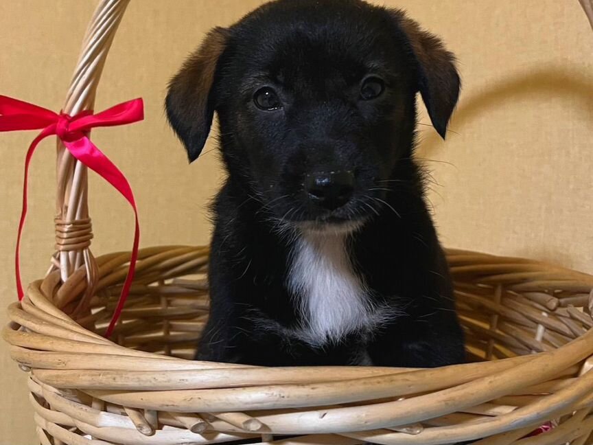 Девочка красотуличка щенок