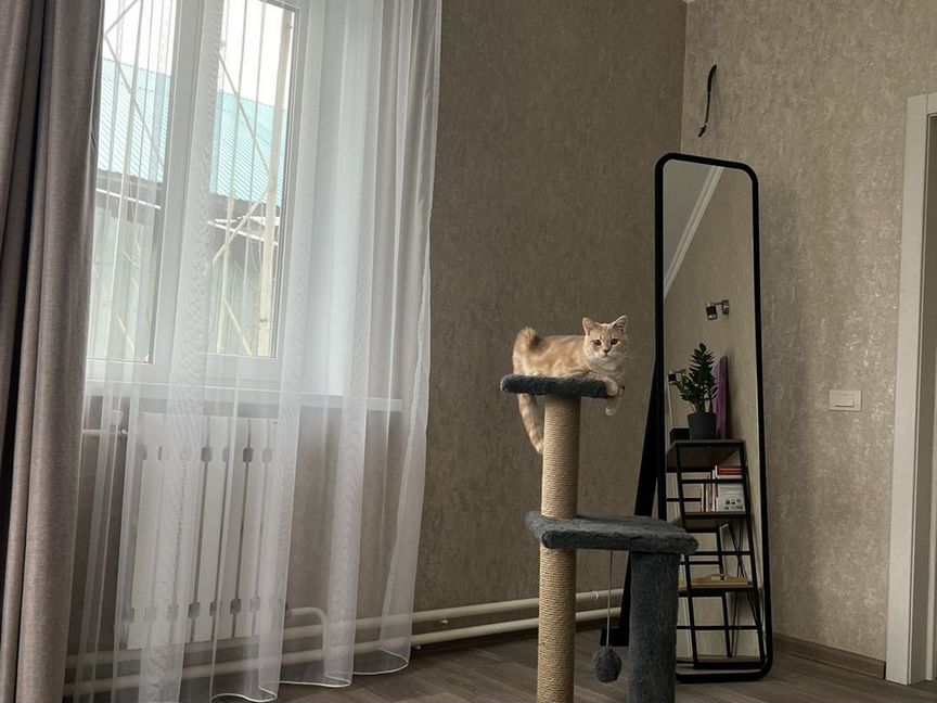 Когтеточка для кошек