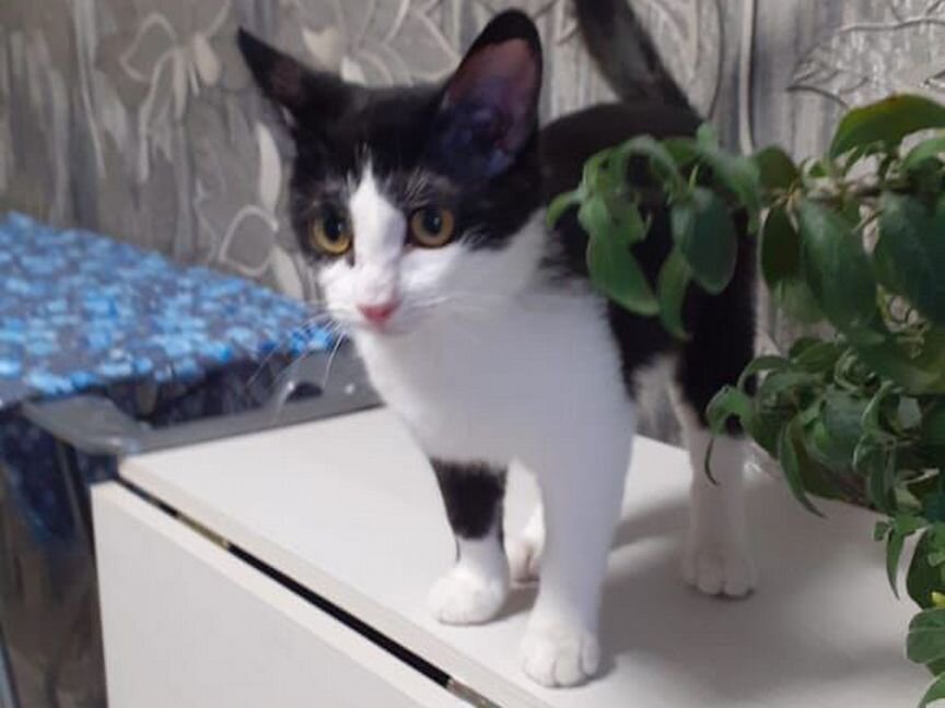 Котёнок Стасик