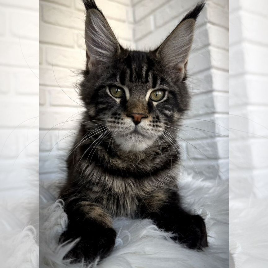 Мейн-кун котёнок